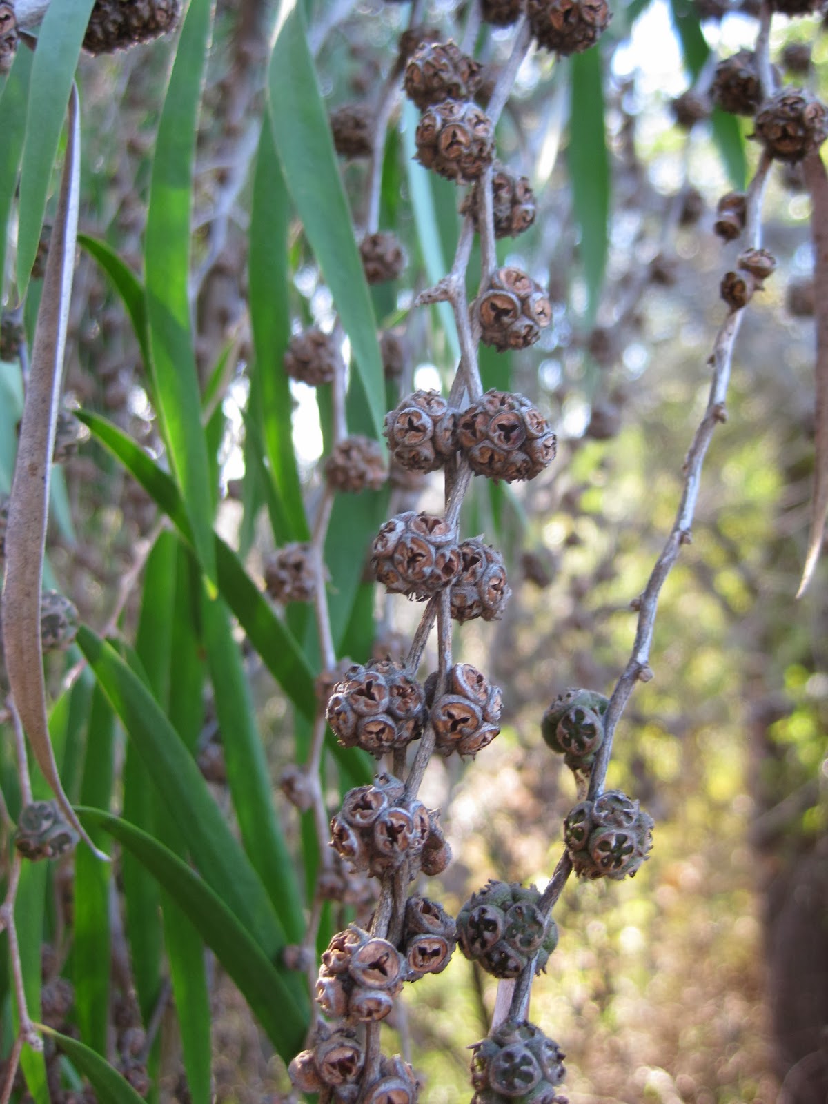 Trees of Santa Cruz County: Agonis flexuosa - Peppermint Willow