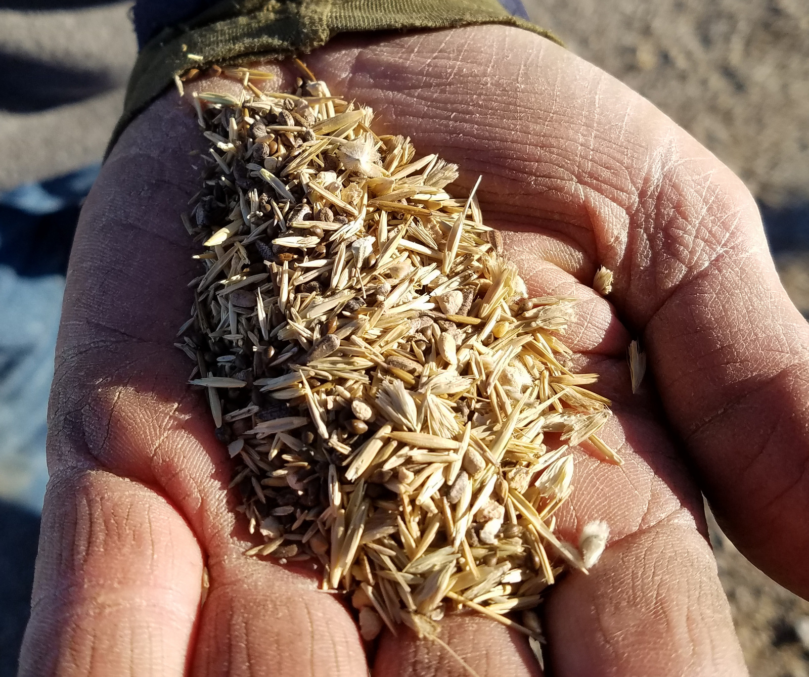 Desert Survivor: Dropping Seeds from the Sky