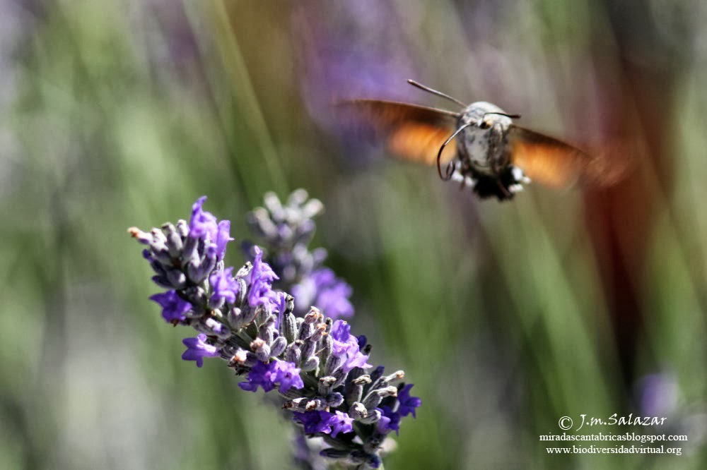 Miradas Cantábricas: Esfinge colibrí (Macroglossum stellatarum)