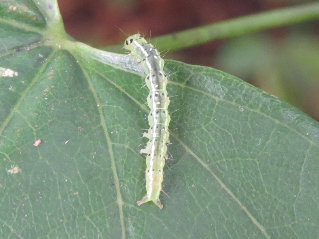 Blue Jay Barrens: What's Eating the Redbuds?