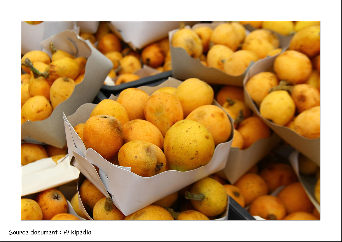 Néfliers et Gelée de nèfles. 2015 064