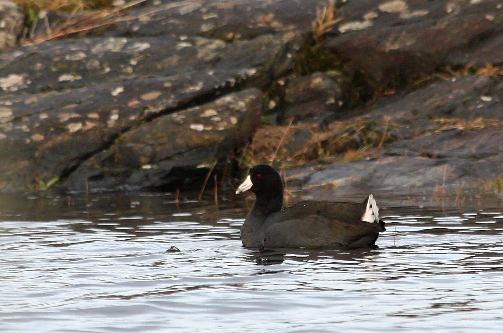 A life at the shoreline. .. by Jeff Copner : 1/1/13 - 2/1/13