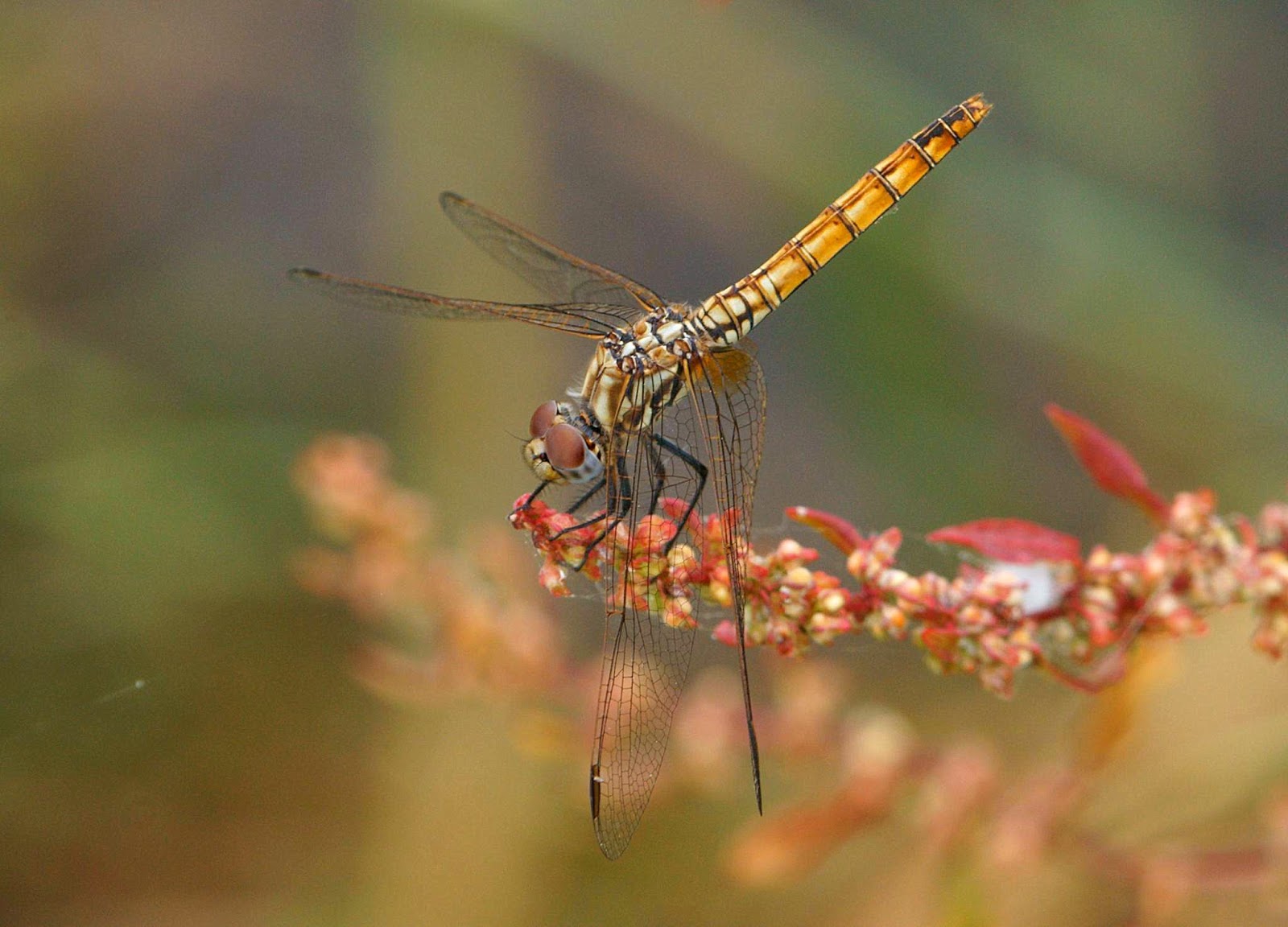 Natureza e Vida: A LIBÉLULA DROPWING VIOLETA.