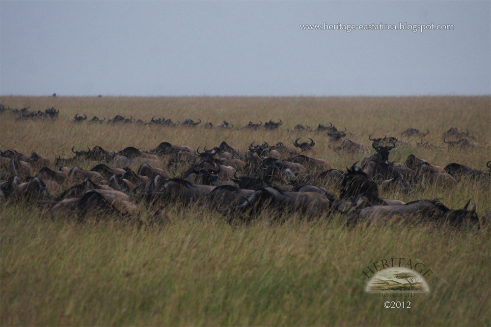 Lo'mon LeHeritage: Ladies and Gentlemen, The Wildebeest Migration Has Begun