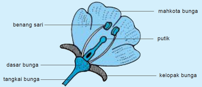 Download Video Pembelajaran IPA SD Bagian Bagian Tumbuhan | Video ...