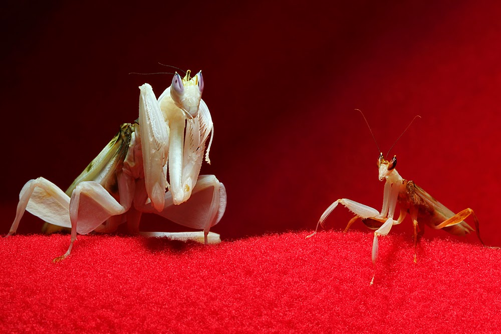 Praying Mantis: The praying mantis