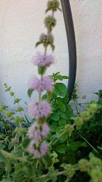 El Huerto de Jose Antonio: El Poleo.