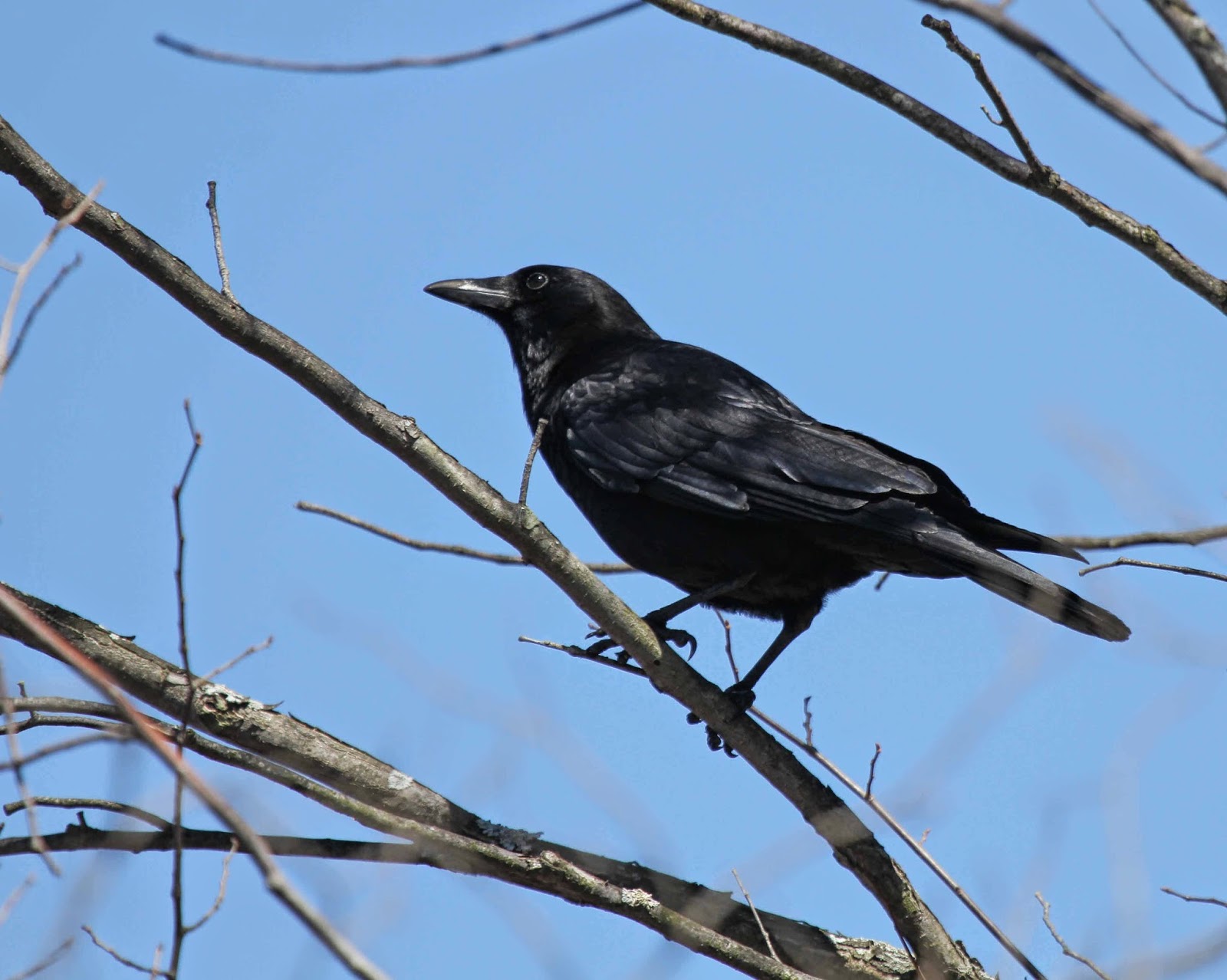 Gale's Photo and Birding Blog: American Crow