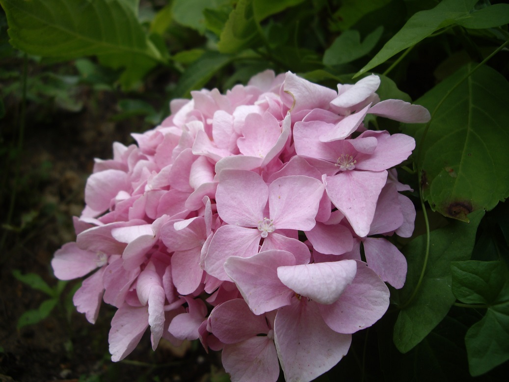 Derrière les murs de mon jardin: Le temps des hydrangeas