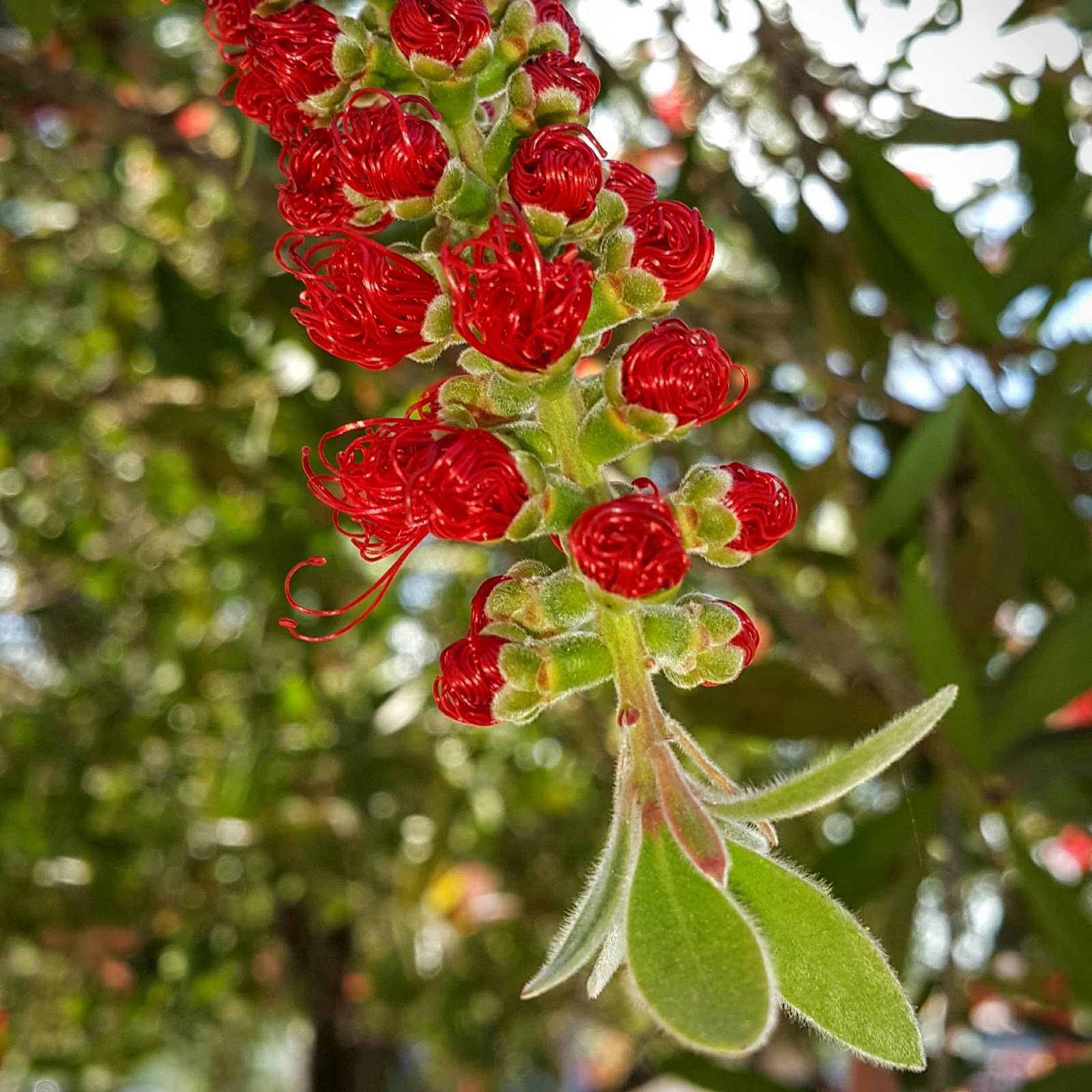 "Verdade//aspas" : 👪 Myrtaceae (Callistemon subulatus)