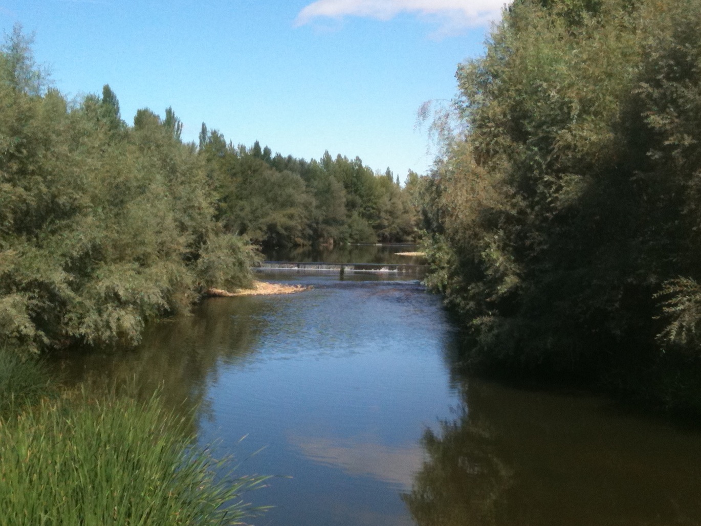 cosas que compartir: El bosque de ribera, un ecosistema en extinción