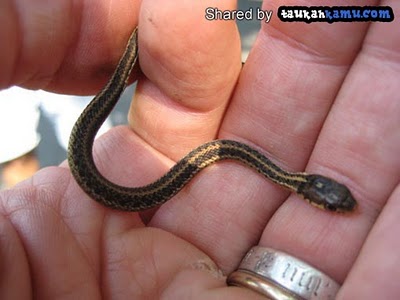 6 Species of The World's Smallest Animals ~ Parbada