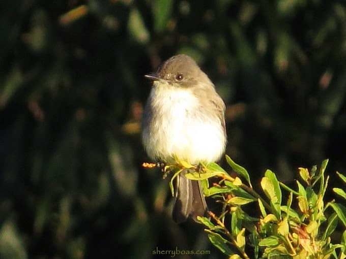 Simply Living: Fee-bee! Fee-bee!