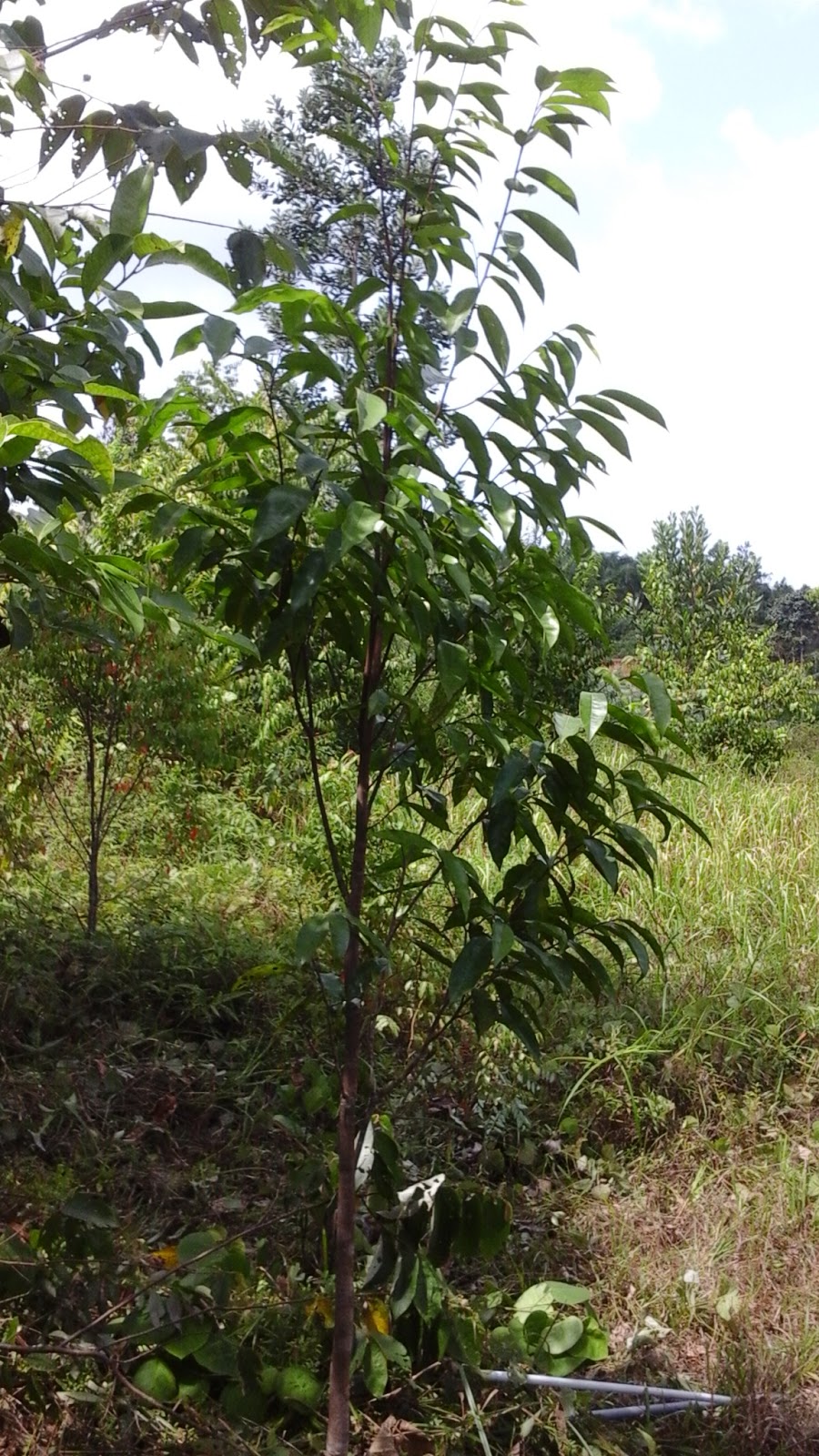 Blog Bisnes Tanaman Gaharu Malaysia Di Terengganu: Gambar dan jenis ...