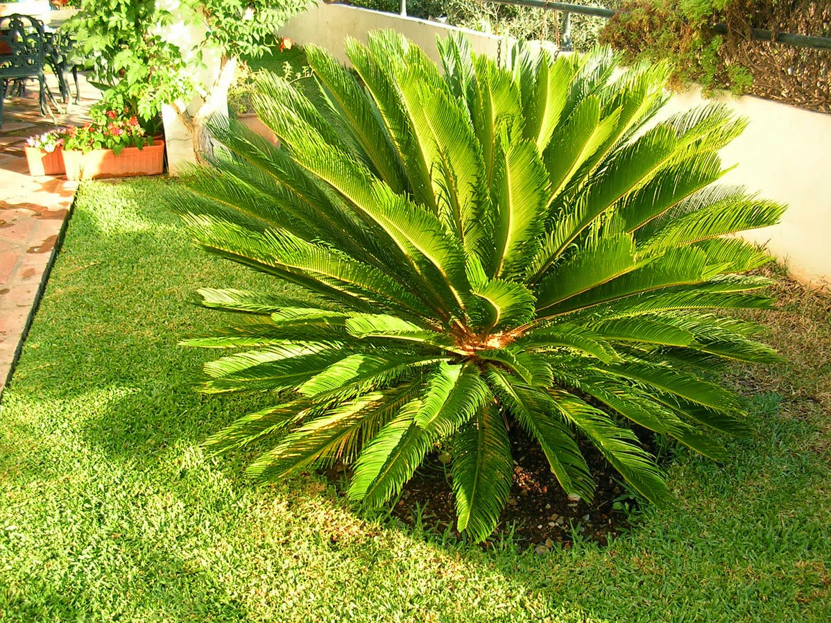 Jardineria Especializada