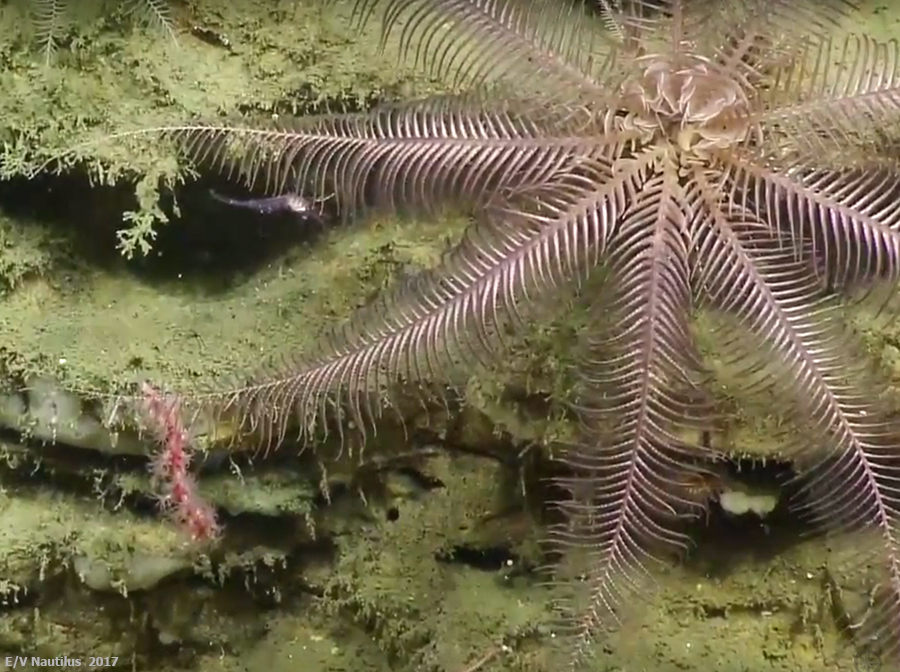 The Natural History of Bodega Head: Deep-sea highlights
