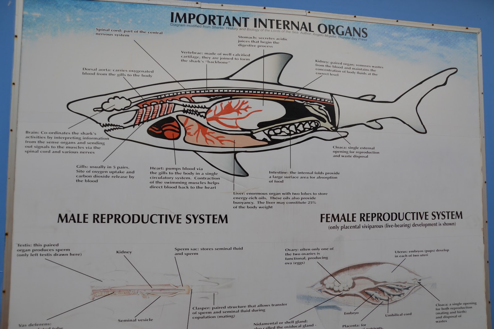 Semester Abroad: Sharks Board KwaZulu-Natal
