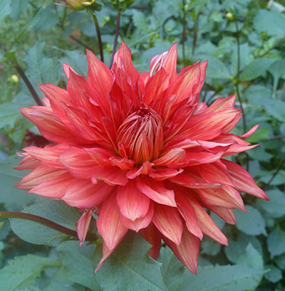 Clear Creek Dahlias: Dahlia Gallery