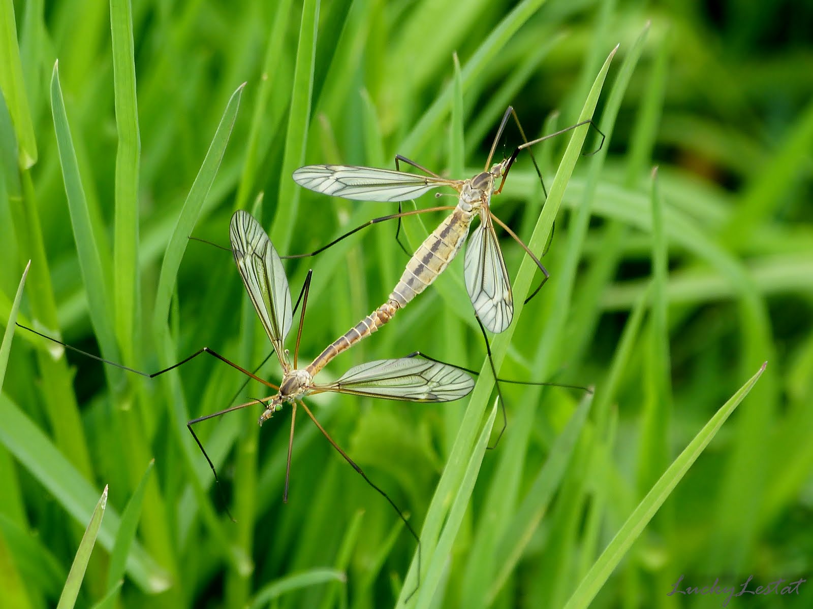 Photos d'insectes: Les Diptères - Sous-ordre des Nématocères ...