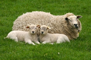 Breeding Better Sheep: Advantages of Artificial Insemination in Sheep