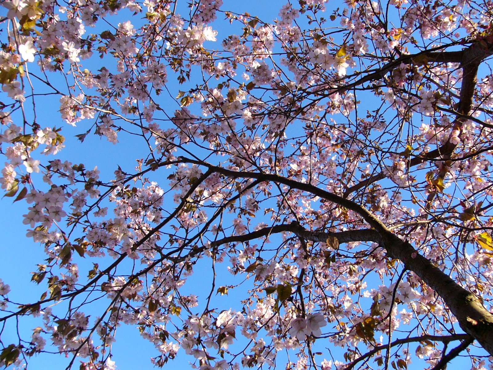 Sinisen oven takana: Kirsikkapuu täydessä kukassa