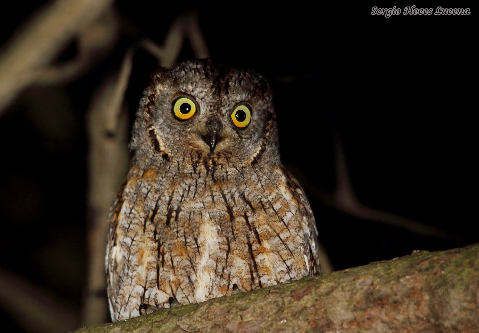 Viajes, Salidas, Naturaleza, (Fotografía).: Autillo (Otus Scops).