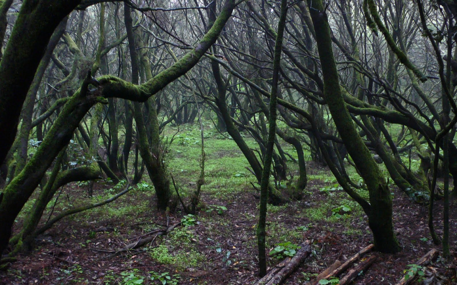 The Reference Reference: Forest II