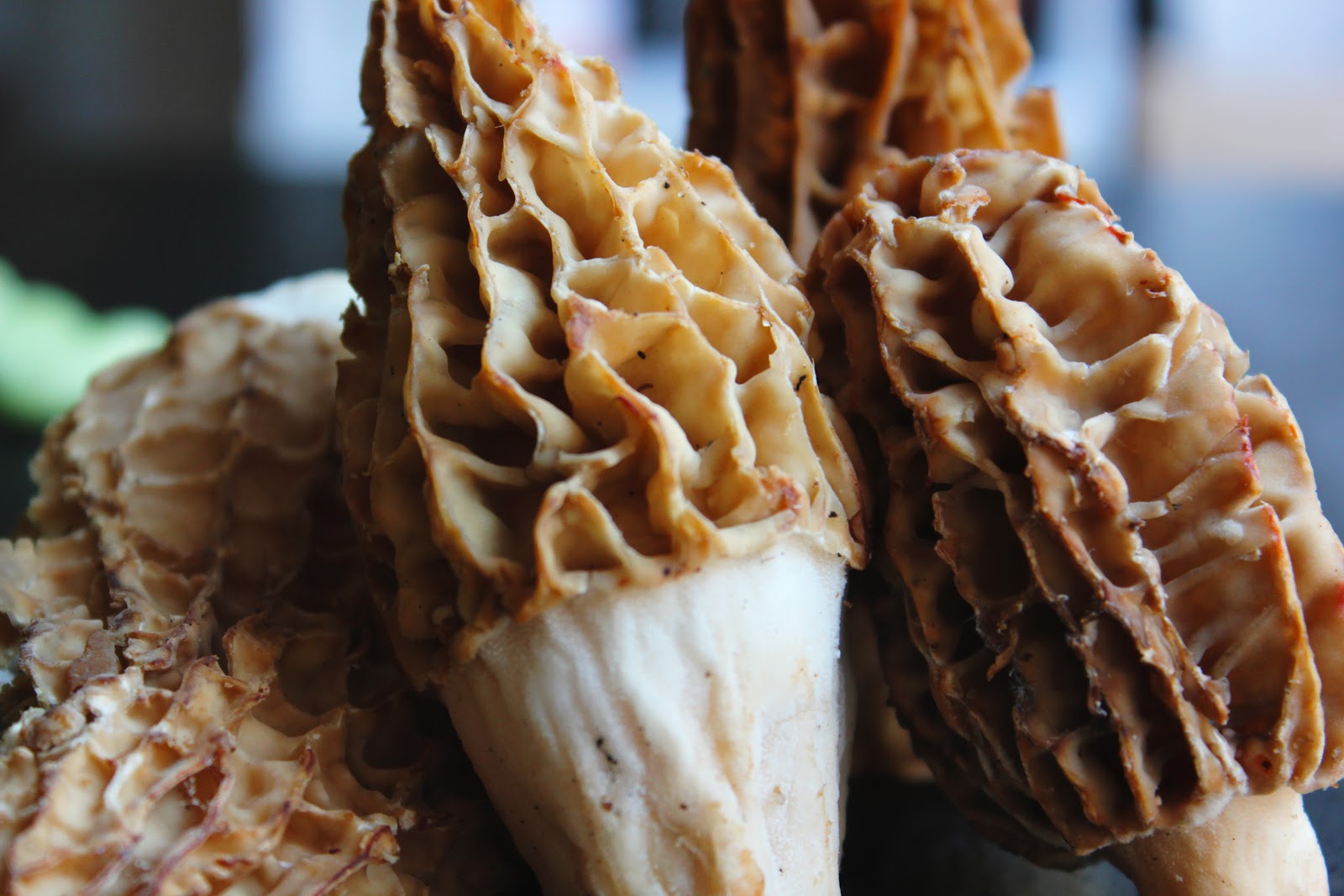 All Sauced UP! And nowhere to go..: The Morel of the Story