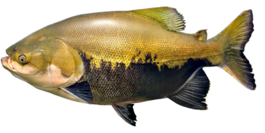 PISCICULTURA: PACU - TAMBAQUI - TAMBACÚ