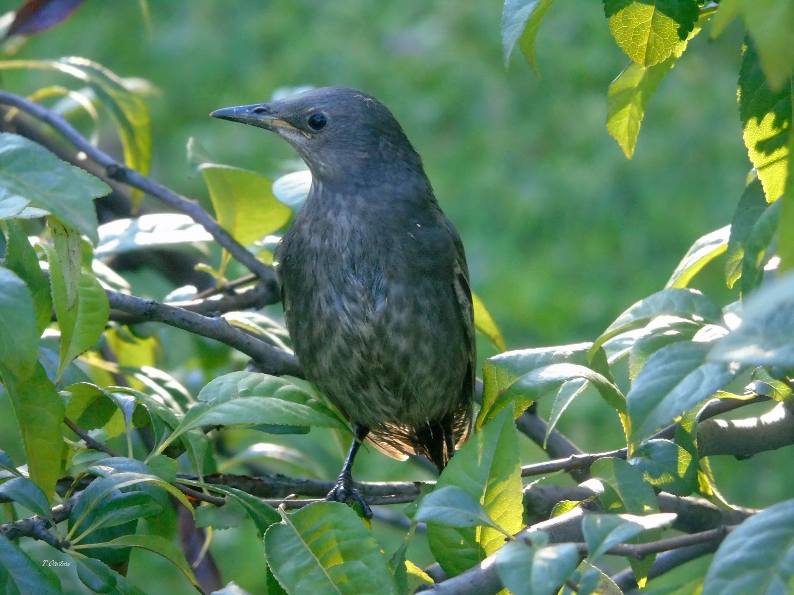 PASARI DIN ROMANIA: GRAUR (1), Sturnus vulgaris