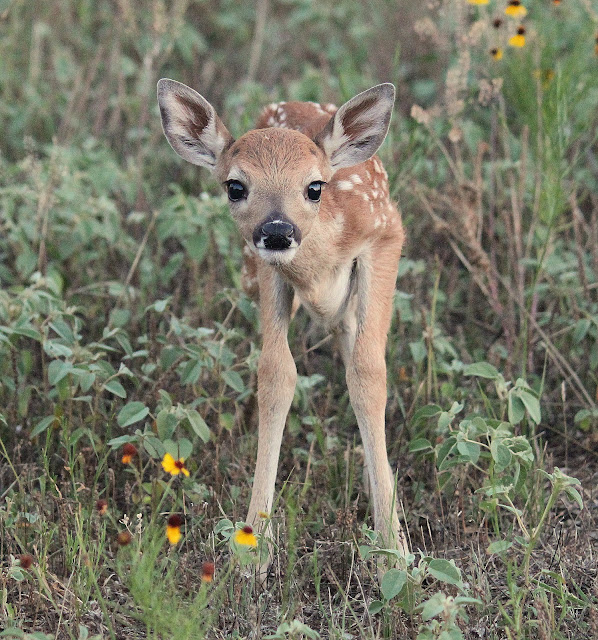 A Photographic Promenade: A Fearless Fawn