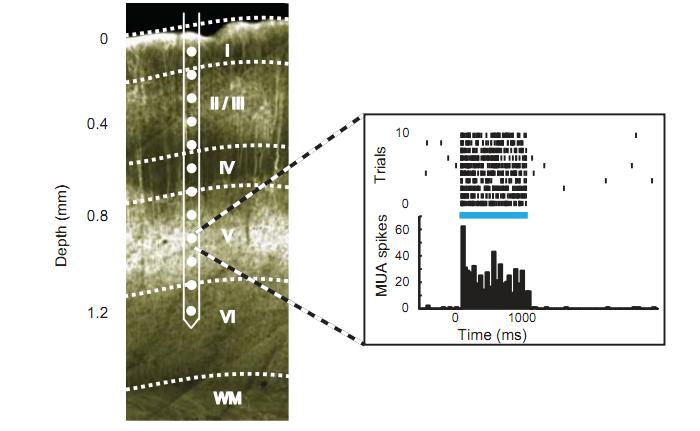 Nuit Blanche: Can Compressive Sensing Help the Mapping of Brain Networks
