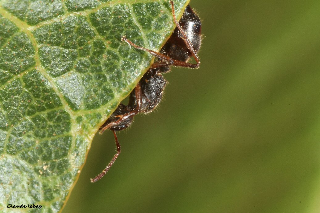 fourmis de Birmanie ou Myanmar: Dolichoderus affinis