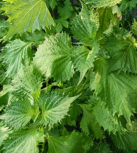 Seminte si plante de gradina hobby: Shiso green