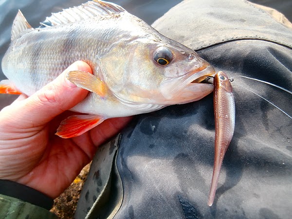 Fooling Fish: Fish Arrow Flash-J