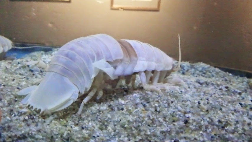 The Echinoblog: 5 EPIC Deep-Sea Giant Isopod (Bathynomus) Observations ...