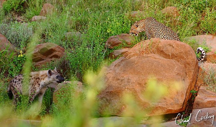 .: 9th February – One Brave Leopard!