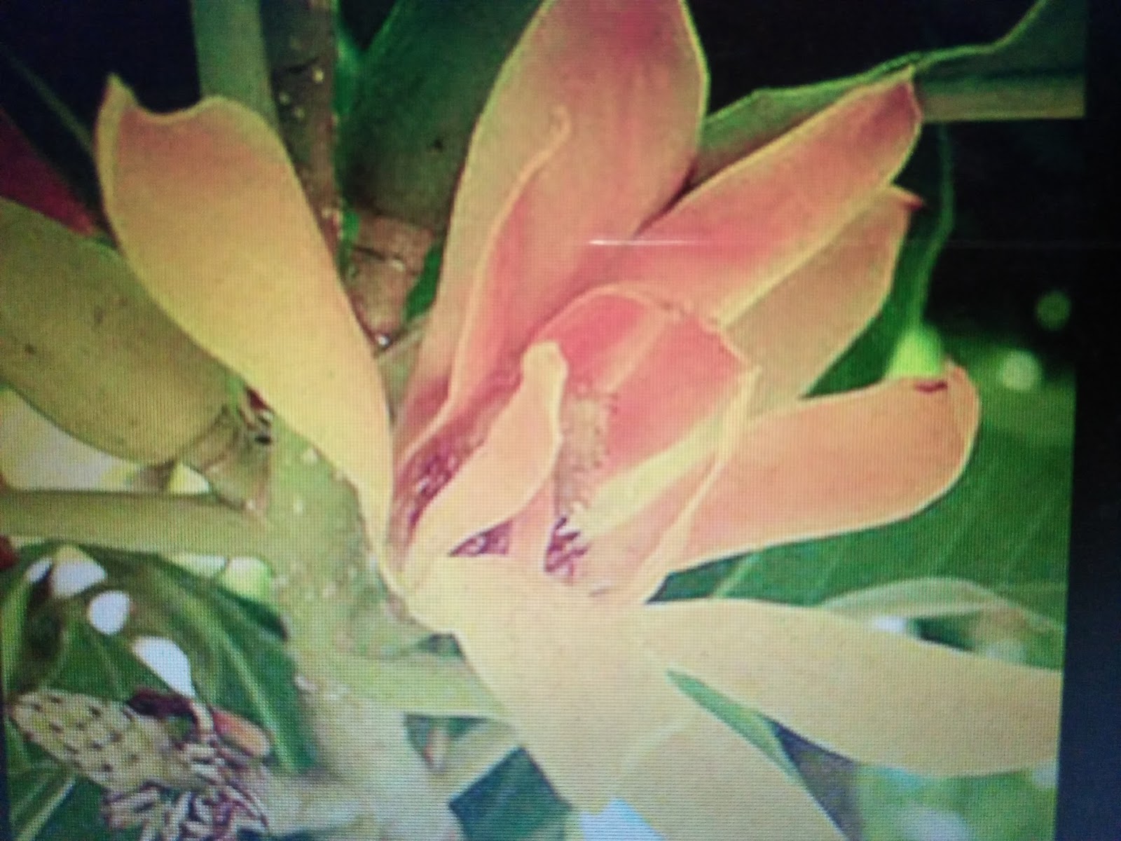 Fuziah Sulaiman blog: Jom kenali Flora BUNGA CEMPAKA di Laman ...