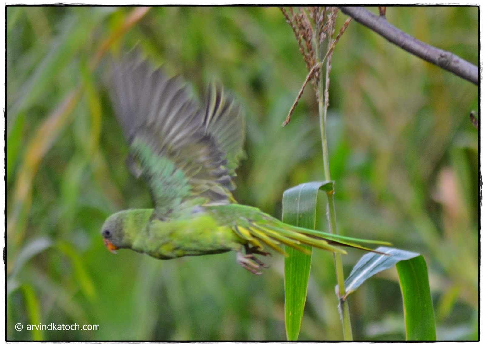 The Slaty-headed Parakeet Pictures and Detail (Himalayan Parrot ...