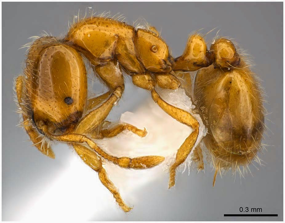 Sciency Thoughts: A new species of Thief Ant from Saudi Arabia.