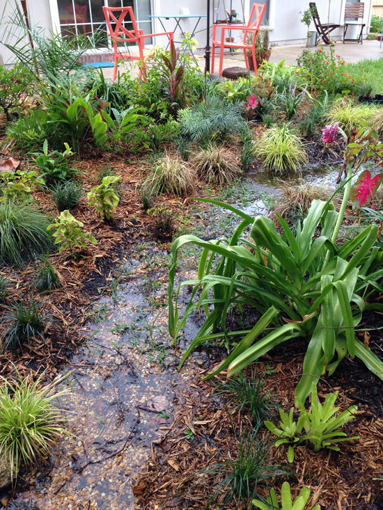 The Rainforest Garden: From Puddle to Rain Garden; Ditch to Dry Creek