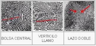 El dactilograma: B) DIFERENTES TIPOS DE DACTILOGRAMA-PATRONES
