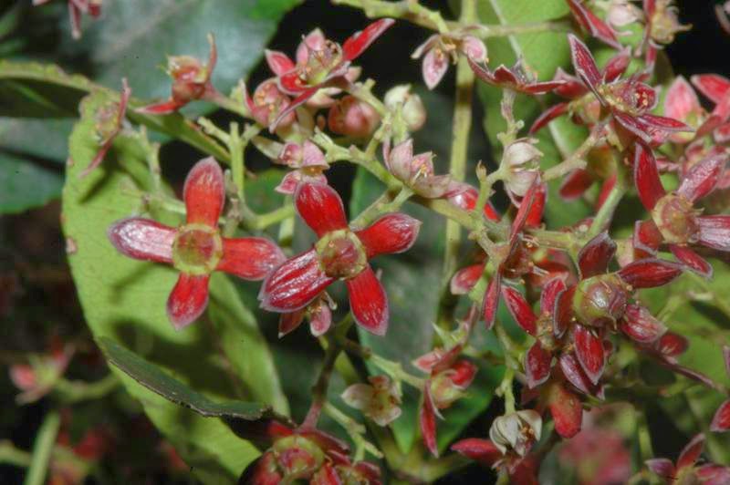 The Nature of Robertson: Coachwood trees offer fantastic display
