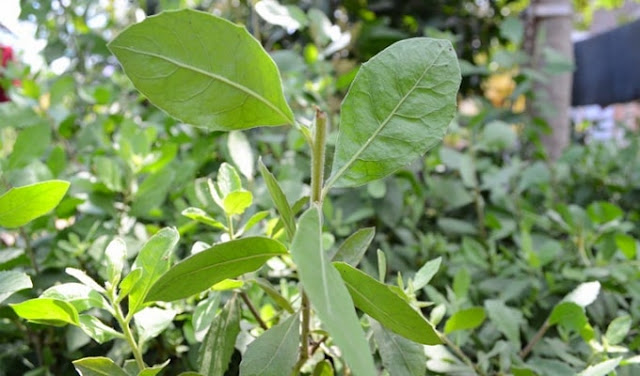Manfaat Daun Pacar China atau Beluntas atau Luntas | deyuan.id