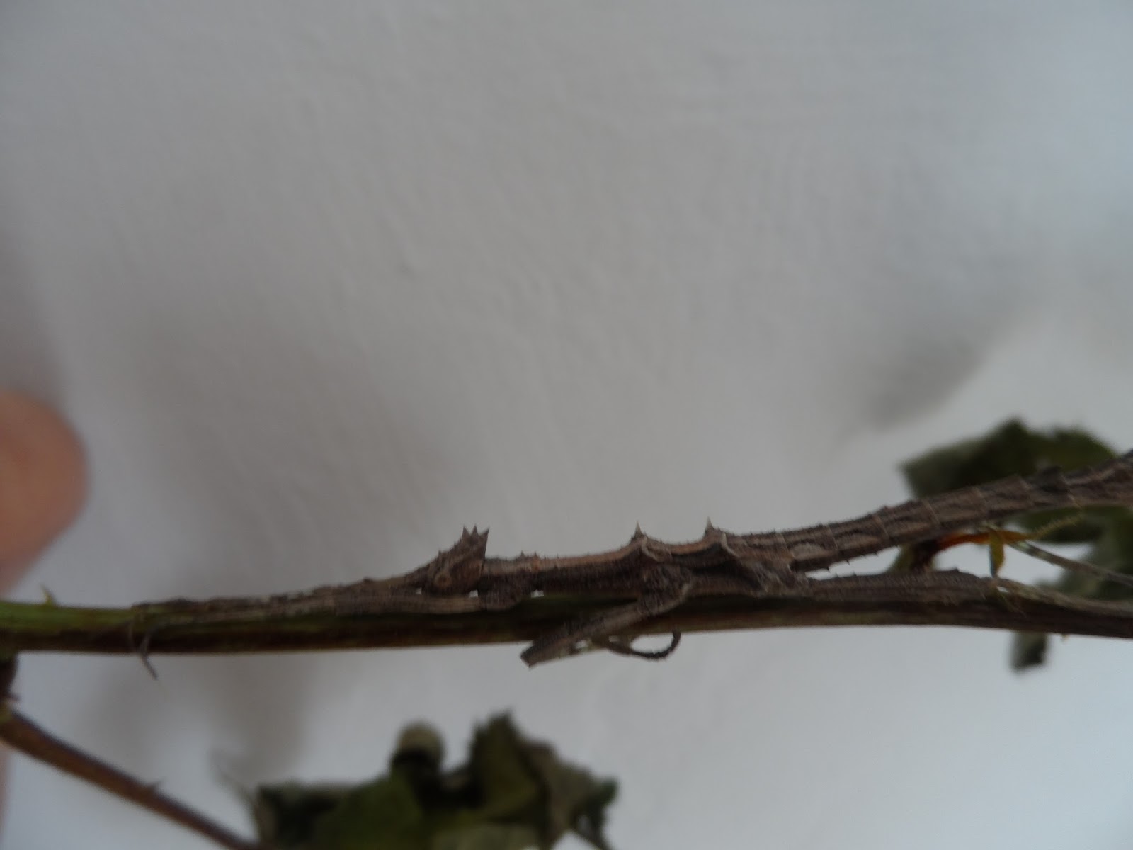 Pernilles blog VNT: De vandrende pinde