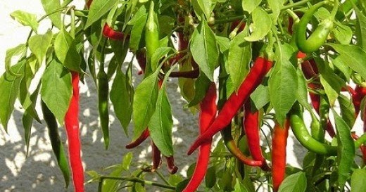 Resep Kesehatan dari Bunda: Daun Cabai Sudah Dibuktikan Oleh Banyak ...