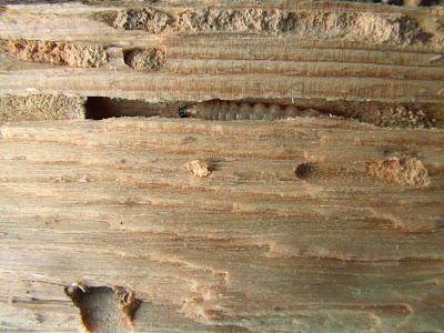 Piet Schellekens: 322. Houtkevers en hun werk