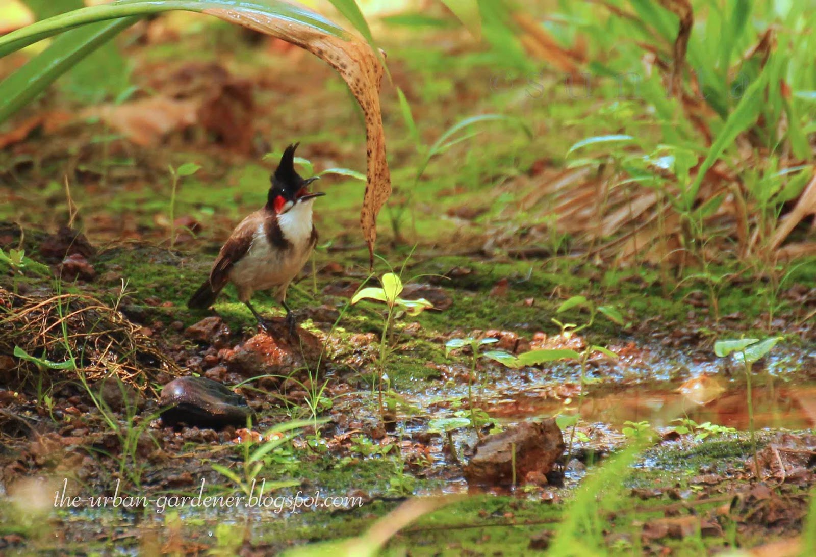 The Urban Gardener: Song of the bird-bath