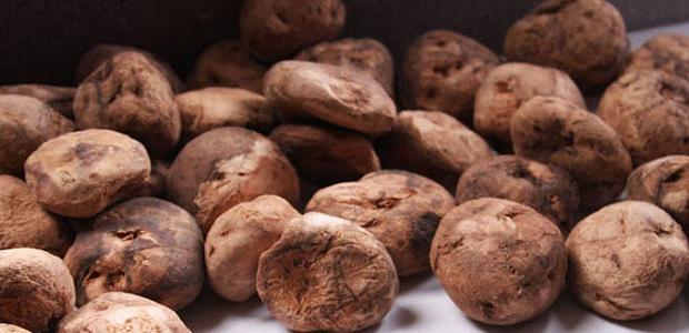 CHUÑO, una papa con pasado y mucho futuro