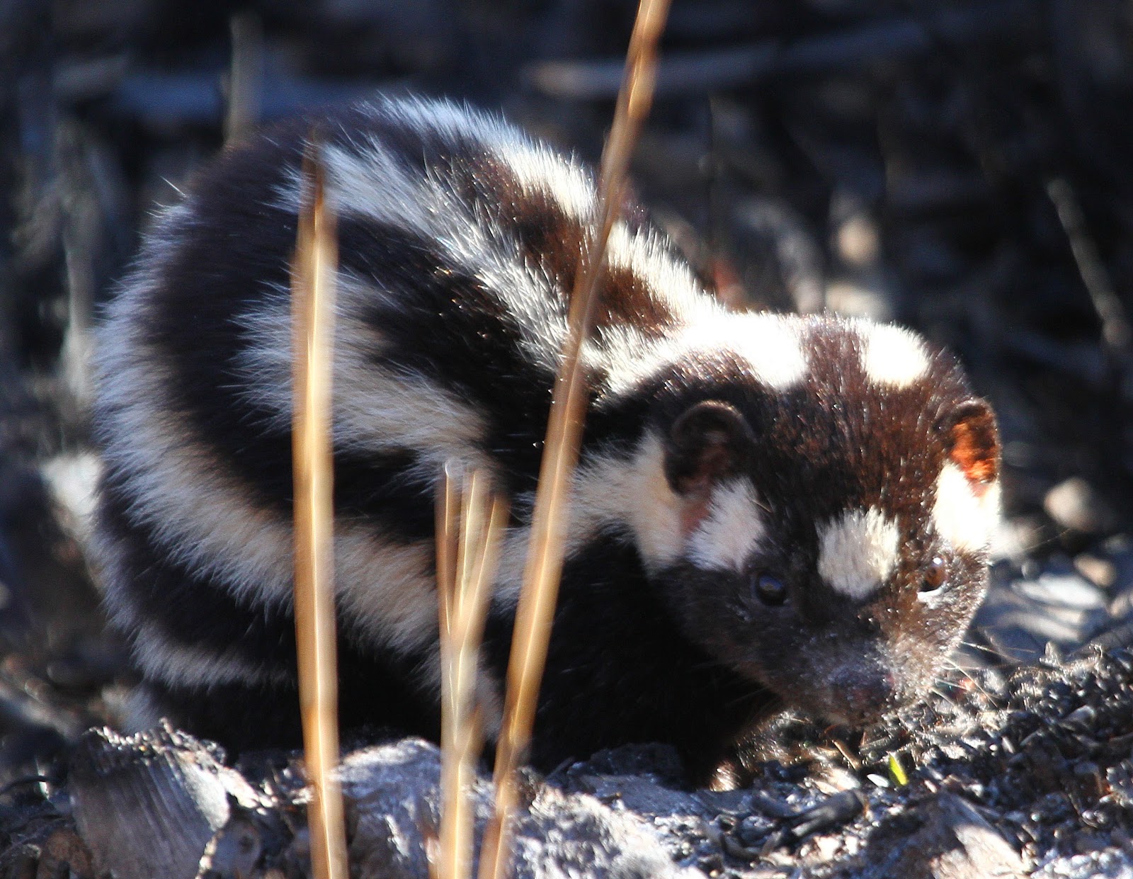 pelagicus: Florida Prairie - Mammals